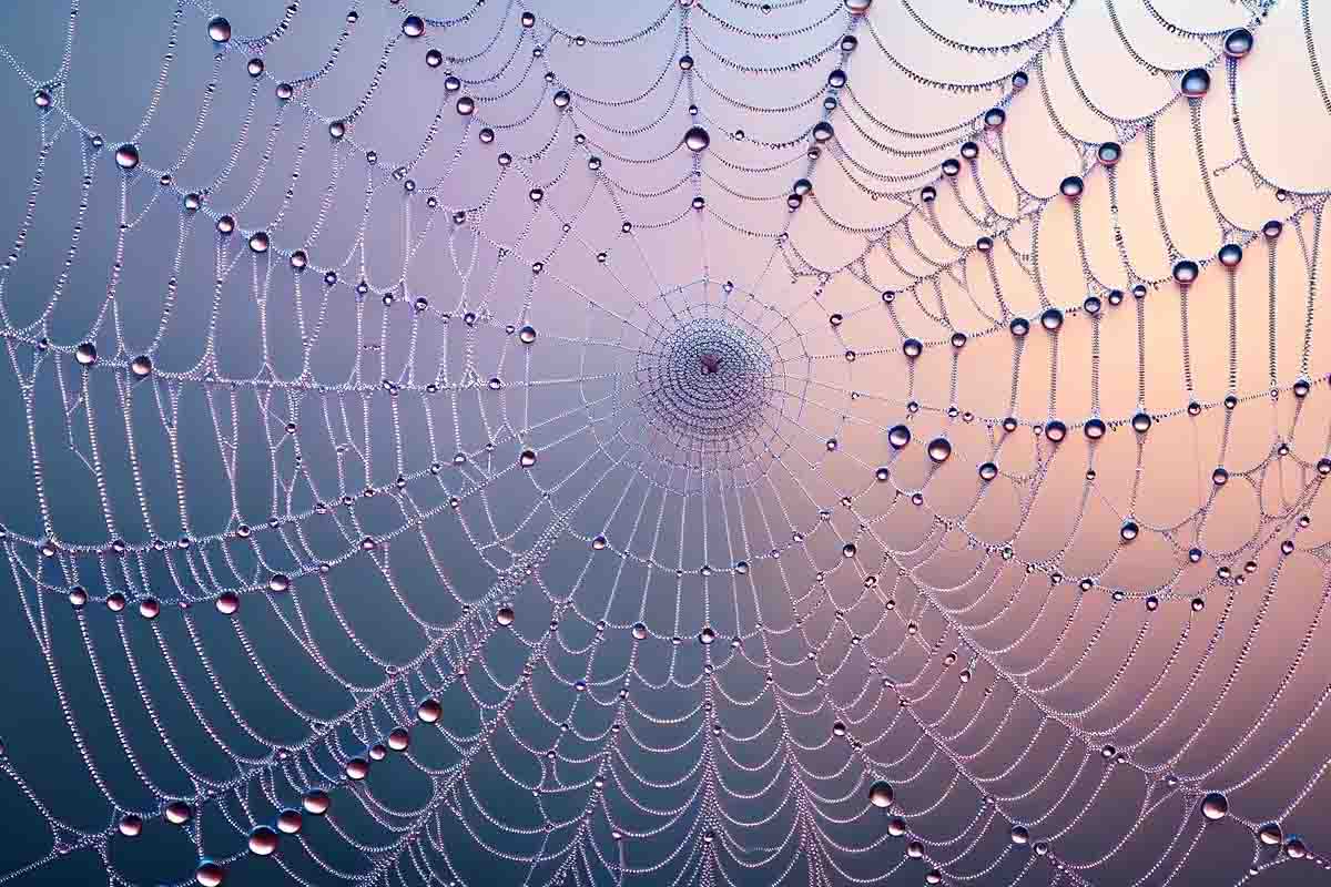 Attenzione Spider-Man: scienziati realizzano la seta di ragno ...